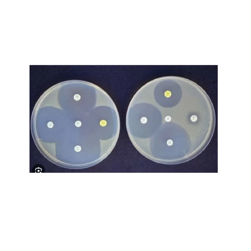 Oxoid™ Cephalexin Antimicrobial Susceptibility Discs, 30 µg / Discos de ...