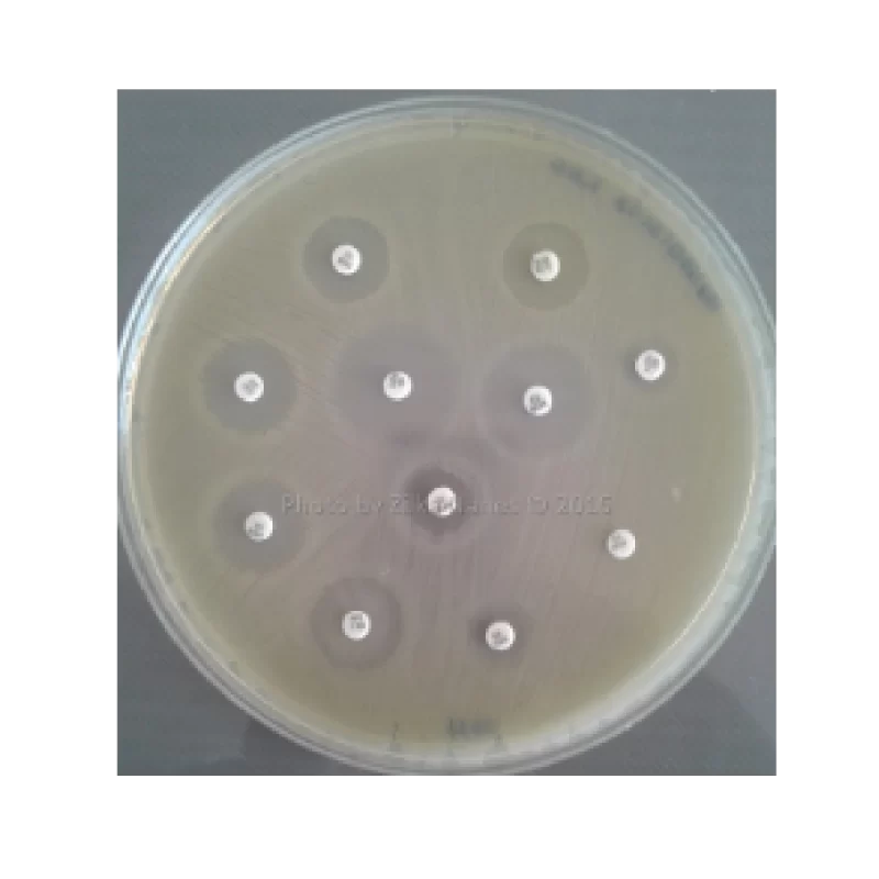 Oxoid™ Chloramphenicol Antimicrobial Susceptibility discs / Discos de ...
