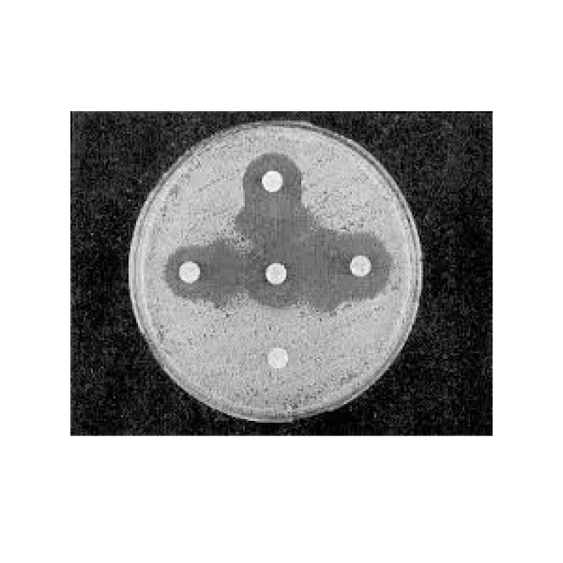 Oxoid™ Meropenem Antimicrobial Susceptibility discs / Discos de ...